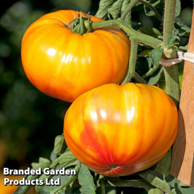 Tomato Grafted Buffalosun 3 PostiPlug Plant