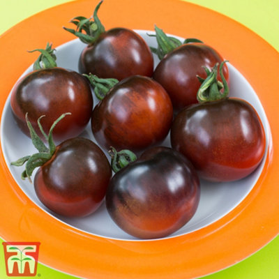 Tomato Grafted Indigo Rose 3 PostiPlug Plants