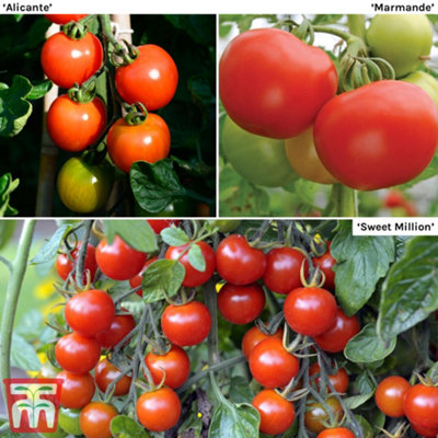 Tomato Grow Bag Collection 9 PostiPlug Plants