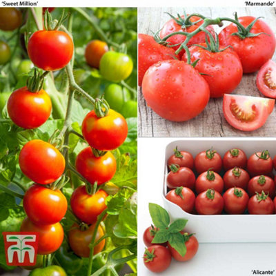 Tomato Grow Bag Collection 9 PostiPlug Plants