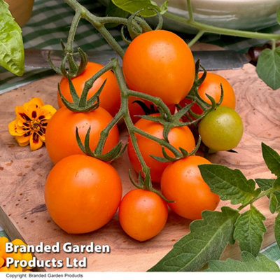 Tomato Merrygold F1 1 Seed Packet (8 Seeds)