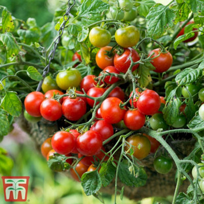 Tomato (Patio) Tumbling Bella 6 PostiPlug Plants