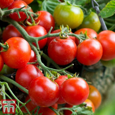 Tomato (Patio) Tumbling Bella 6 PostiPlug Plants