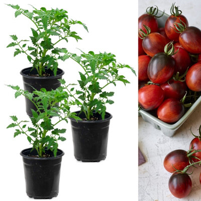 Tomato Plant Black Moon 3 x 9cm Pots - Growing Tomato Plants Perfect ...