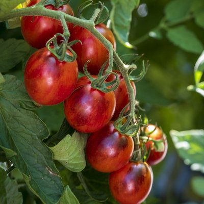 Tomato Plant Black Moon 3 x 9cm Pots - Growing Tomato Plants Perfect ...