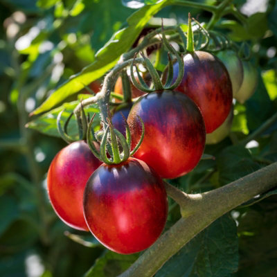 Tomato Plant Black Moon 3 x 9cm Pots - Growing Tomato Plants Perfect ...