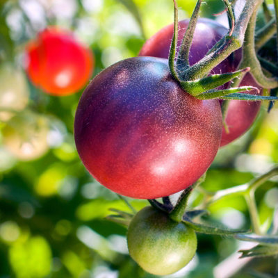 Tomato Plant Black Moon 3 x 9cm Pots - Growing Tomato Plants Perfect ...