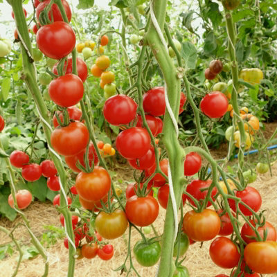 Tomato Plant Sweet Apertif 3 x 9cm Pots - Growing Tomato Plants Perfect ...
