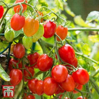 Tomato Romello F1 1 Seed Packet (6 Seeds)