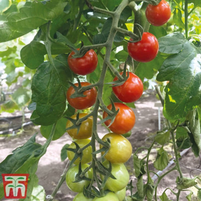 Tomato Rubylicious 1 Seed Packet (20 Seeds)