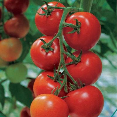 Tomato Shirley F1 Rhs Agm by Kings Seeds | DIY at B&Q
