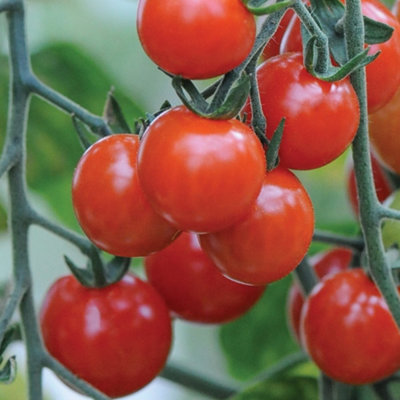 Tomato Sweet Aperitif 1 Seed Packet