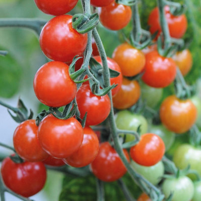 Tomato Sweet Aperitif 1 Seed Packet
