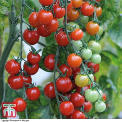 Tomato Sweetest Duo Peat Free 6 PostiPlug Plants