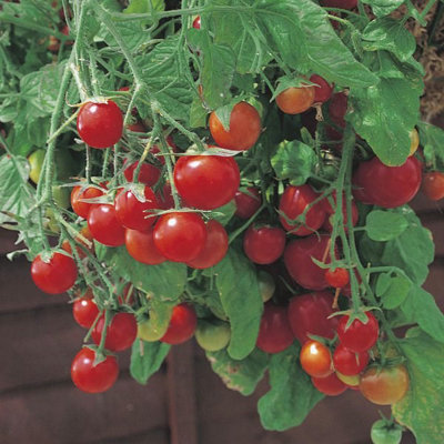 Tomato Tumbling Tom Red Cherry Tomato 8.5cm Pot Garden Vegetable Plant