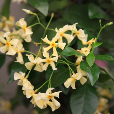 Trachelospermum asiaticum Pink Showers Yellow Climbing Plant 60cm Cane ...