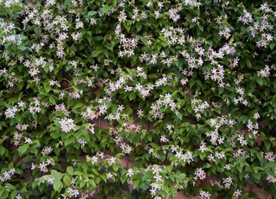 Trachelospermum Evergreen Star Jasmine Fragrant Climbing Plant 2ft Tall ...