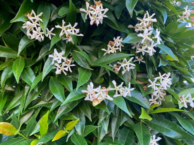 Trachelospermum Evergreen White Star Jasmine Large Climber 3ft By ...