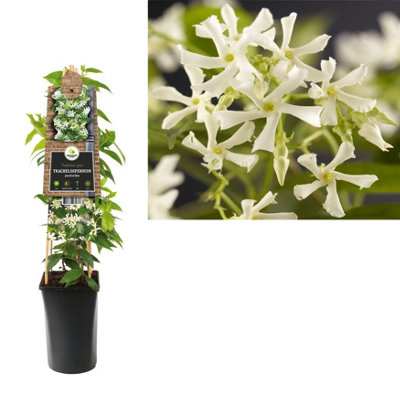 Trachelospermum Jasminoides, 17cm Pot Size, 75cm Tall, Star jasmine ...