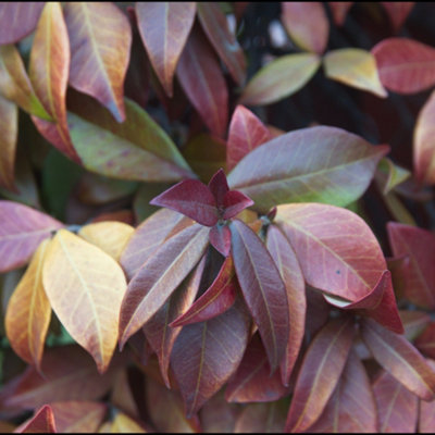 Trachelospermum Jasminoides Winter Ruby - Striking Ruby-red Foliage And ...