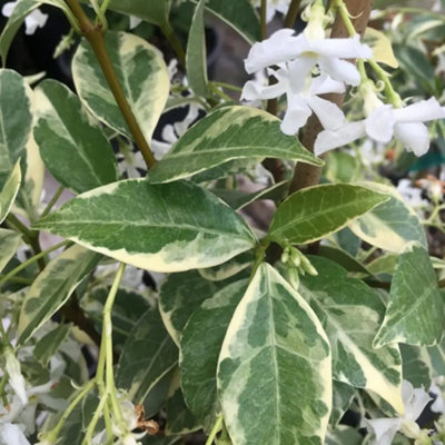 Trachelospermum Variegatum - Variegated Star Jasmine, Climbing Plant ...