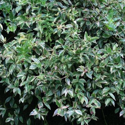 Trachelospermum Variegatum - Variegated Star Jasmine, Climbing Plant ...