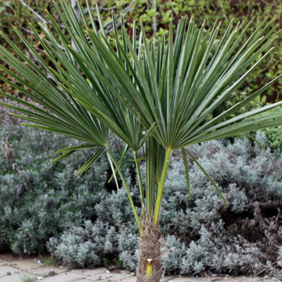 Trachycarpus fortunei Chusan Palm 14cm pot 50-60cm