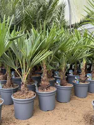 Trachycarpus Fortunei Fan Palm Tree 2.5ft+ Plant in a 7.5 Litre Pot ...