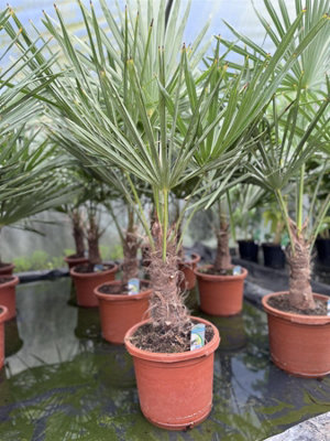 Trachycarpus Fortunei Fan Palm Tree 3.5-4ft Extra Large Plant in a 15 ...