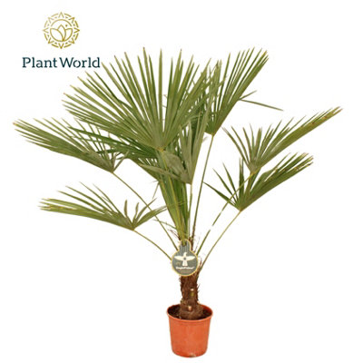 Trachycarpus Fortuneii, 27cm Pot Size, 130cm Tall, Windmill Palm ...