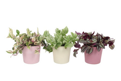 Trad Mixed Mixed Joy, 12cm Pot Size, 0cm Tall, Tradescantia, Indoor ...