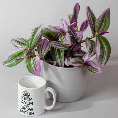 Tradescantia Nanouk in a 13cm Nursery Pot