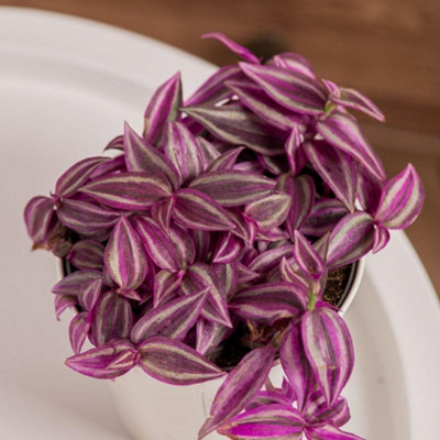Tradescantia Pink Paradise Houseplant Neon Pink & Silver Trailing ...