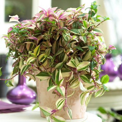 Tradescantia Quadricolor - Easy to Care For Indoor Plant, Variegated ...
