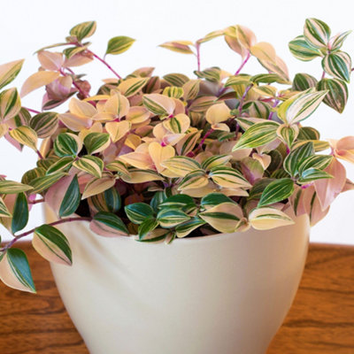 Tradescantia Quadricolor Houseplant - Ideal Tabletop Home Office Inch ...