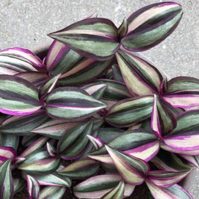 Tradescantia Quadricolor Houseplant - Ideal Tabletop Home Office Inch ...