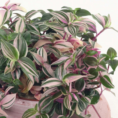 Tradescantia Quadricolor Houseplant - Ideal Tabletop Home Office Inch ...