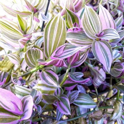 Tradescantia Zebrina Variegated Houseplant with Colourful Foliage Home Office Plant in 12cm Pot 15 25cm Height