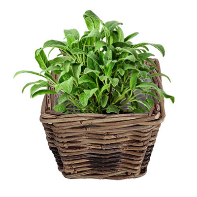 TRADITIONAL XS WICKER SQUARE LINED PLANTER BASKET