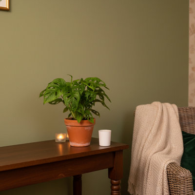 Trailing Monstera Leaf Plant with Pot - Luxurious Indoor Foliage by ...