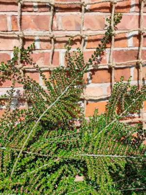 Treadstone Jute Rope Trellis The Natural Climbing Plant Support Fence ...