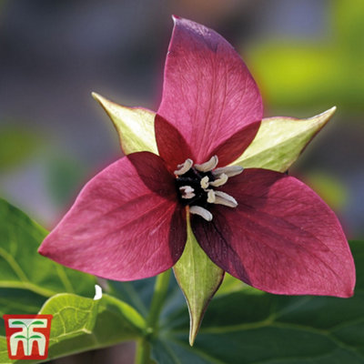 Trillium Erectum 3 Bare Root Plants