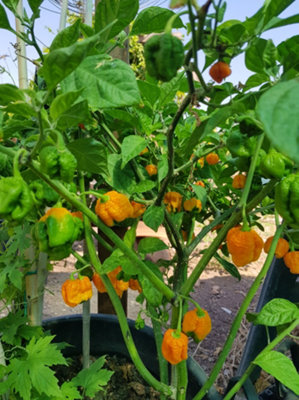 Trinidad Moruga Scorpion Yellow Chilli - 10 Fresh Seed