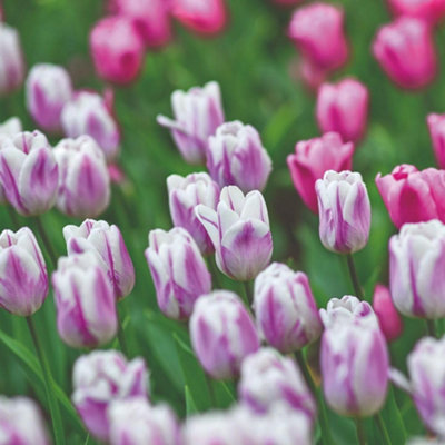 Triumph Tulip Flaming Flag - Creamy White & Purple Streaked Blooms. 10 ...