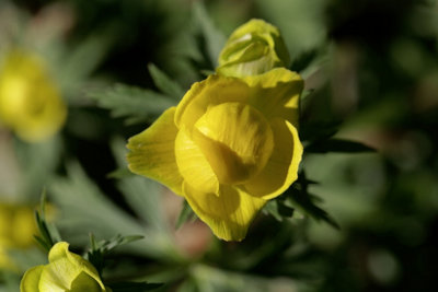 Trollius chinensis 'Superbus' - 3 Litre Bareroot - Marginal Aquatic ...