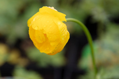 Trollius chinensis 'Superbus' - 3 Litre Bareroot - Marginal Aquatic ...