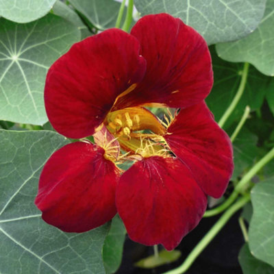 Tropaeolum majus Orchid Flame 1 Seed Packet