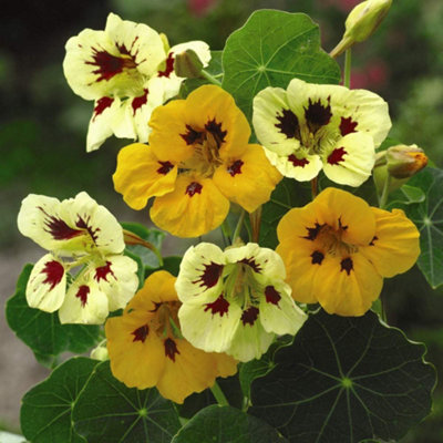 Tropaeolum minus Ladybird Mix 1 Seed Packet