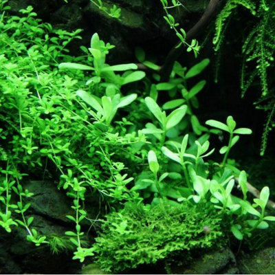 Tropica Bacopa Compact Live Aquatic Plant Pot