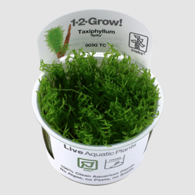 Tropica Taxiphyllum 'Spiky' Moss Portion Small Tissue Culture | DIY at B&Q
